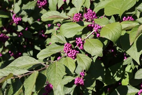 23 Natural Pest Fighting Plants To Tuck Into Your Garden This Spring