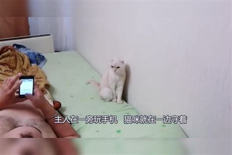主人用手机放音乐，猫咪听到后直接给主人跪下，网友：音乐太魔性主人音乐猫咪