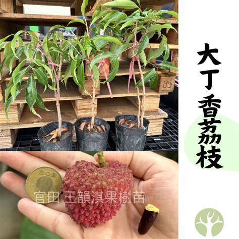 農夫世家 大果新品種 大丁香荔枝 高壓處理 果實呈愛心形狀 果大可達小雞蛋 籽小 肉質改良好吃 蒟蒻荔枝 果樹 荔枝苗 蝦皮購物