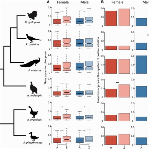 A Pairwise Gene Expression Divergence Between Each Focal Species And