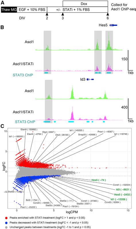 Stat Signaling Modifies Ascl1 Chromatin Binding And Limits Neural Regeneration From Muller Glia