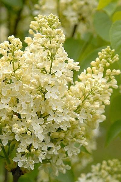 Buy Primrose Yellow French Lilac Syringa Free Shipping Wilson