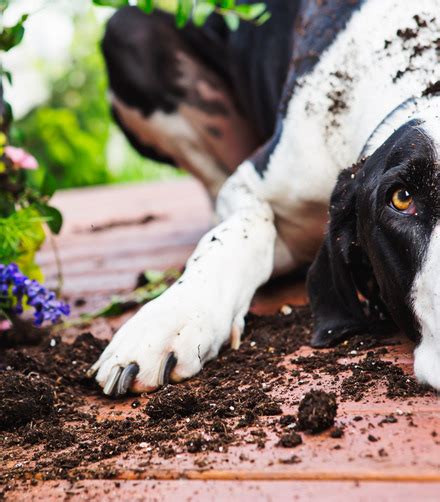 5 Common Dog Behavior Problems And Solutions Oliver Pet Care