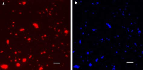 Demonstration Of Nanoparticle Np Surface Functionalization While