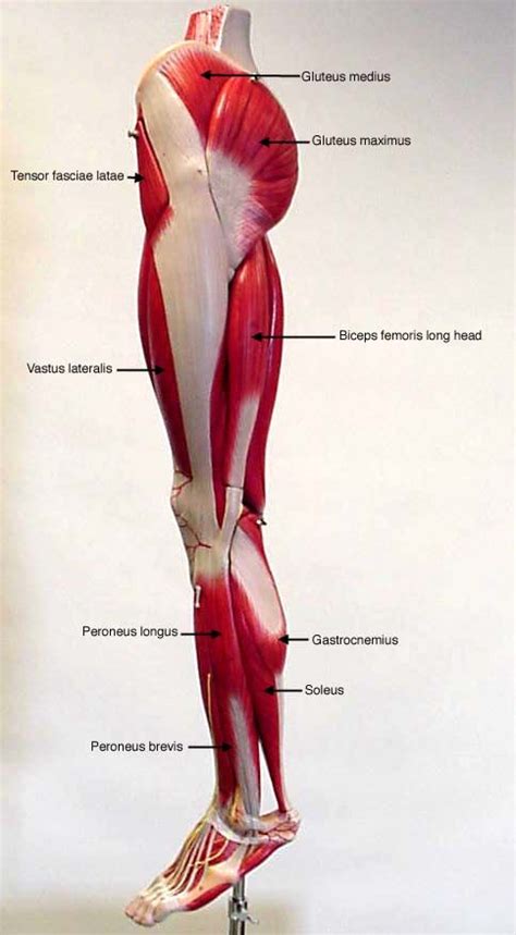 Muscle Diagram Of Lower Leg