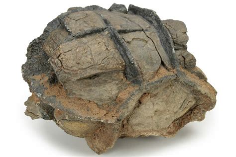 5 Septarian Nodule Morocco 237249 For Sale