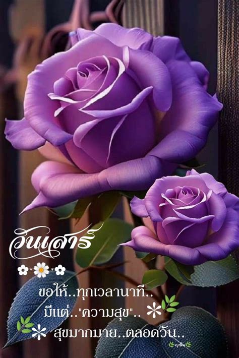 วันเสาร์ 🌿💜 ดอกไม้สีม่วง กุหลาบสีม่วง ดอกไม้สวย