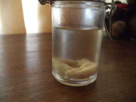 Adult Material Skinned Rabbit Testicles Pair Wet Etsy
