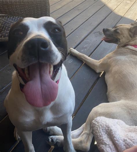 Pitty Smile With A Surprise Guest R Pitbulls