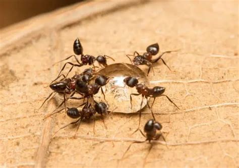 Why Ants Bite Humans