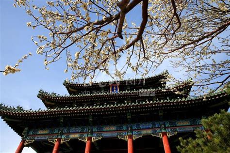 北京景山公园春色满园 人民图片网