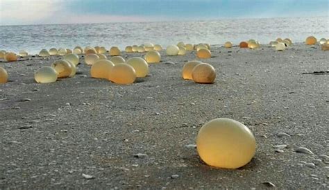 Invasión De Algas Y Huevos En Algunas Playas De Gesell Y La Costa