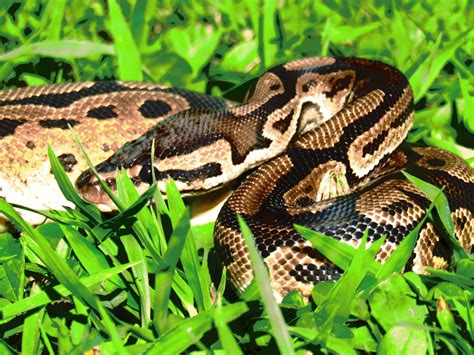 Ball Python Ball Python Python Ball