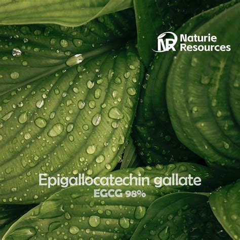 Epigallocatechin Gallate EGCG - Potent Antioxidant/Anti Hair loss DHT ...