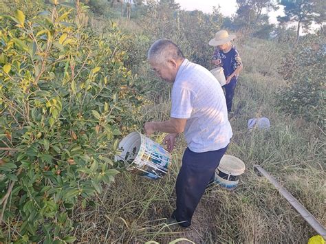 10分钟挑一担水上山可以浇两棵树李文三村村民挑水保树 要闻 新闻中心 长江网 cjn cn