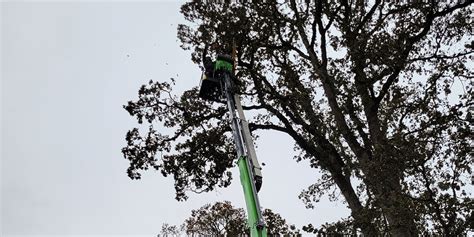 Pruning Tall Trees Expert Tips How To Prune Large Trees