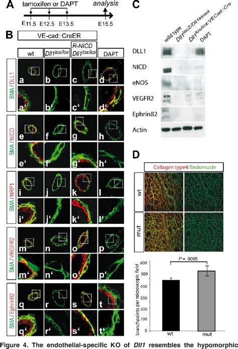 Figure 4 From Dll1 Mediated Notch Activation Regulates Endothelial