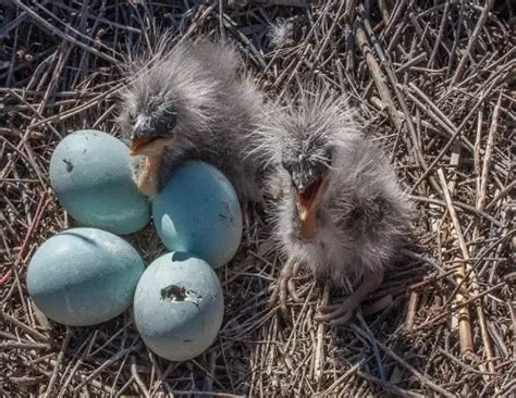 What Birds Lay Blue Eggs 16 Species Delivering The Blues Love The Birds