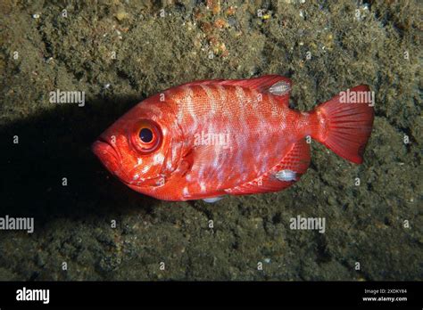 Isopodi Parassiti Blatta Rinoceronte Fatti Dieta Habitat E