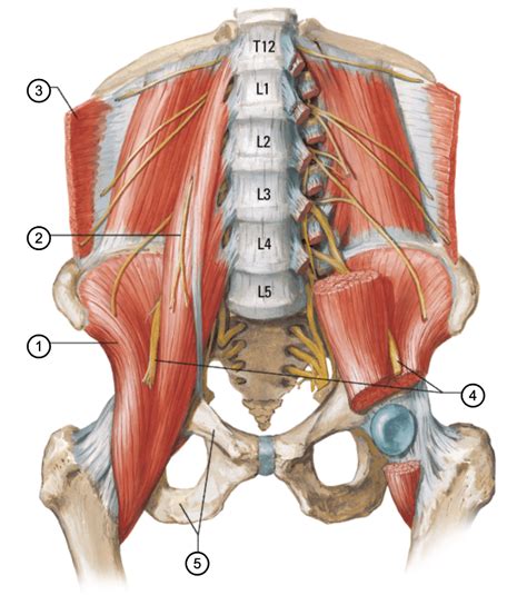 Iliacus Muscle Diagram Quizlet
