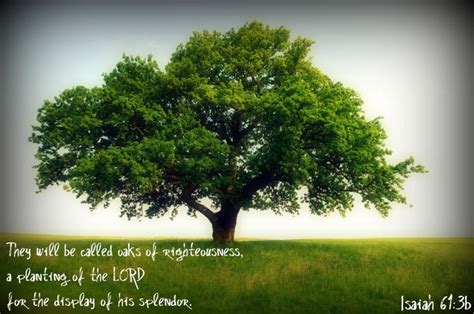 Oaks Of Righteousness Oaks Of Righteousness Joy Of The Lord I Love
