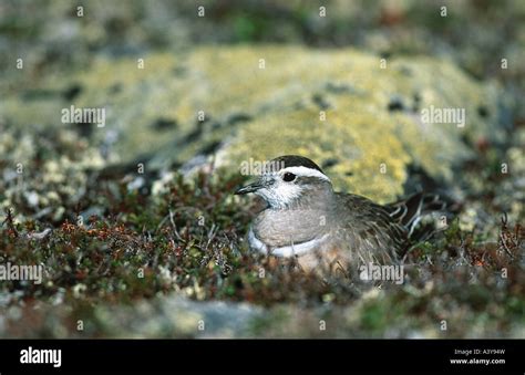 Dotterel Charadrius Morinellus Eudromias Morinellus Breeding Male