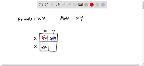 SOLVED In Humans Sex Genotypes Are XX Female XY Male What Is The Probability That Any