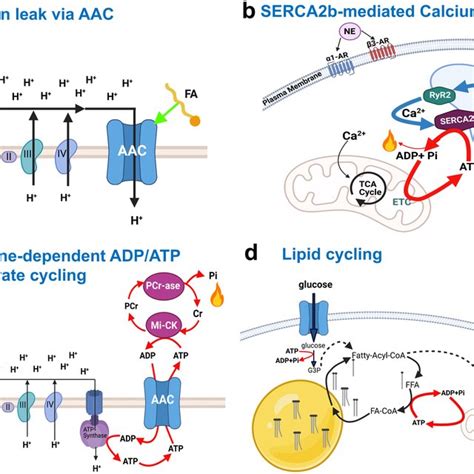 ATP Dependent Futile Cycles A The Mitochondrial ADP ATP Carrier