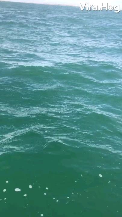 Marie M On Linkedin Check Out Glorias Encounter With A Whale You Rock