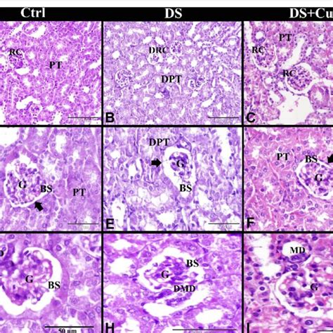 Photomicrographs Of Paraffin Sections Stained With Hematoxylin And