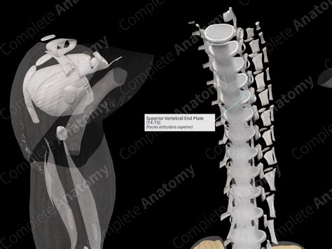 Superior Vertebral End Plate T4 T5 Complete Anatomy