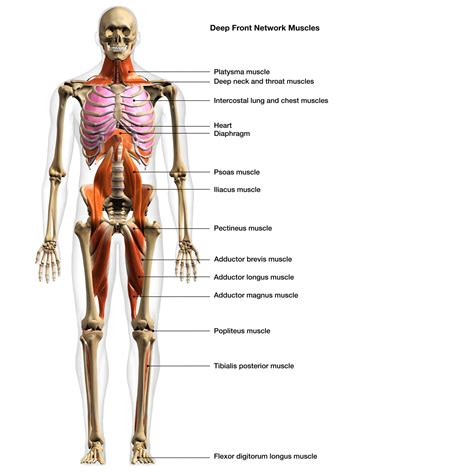 The Deep Front Line Of Anatomy Diane Deruggiero