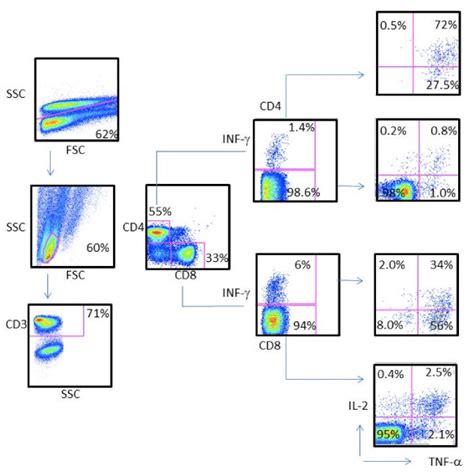 Strong Polyfunctional Cd4 And Cd8 T Cell Responses Directed Against