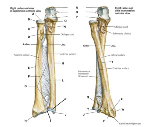 Osteology Of The Radius And Ulna Key Terms And Definitions In Biology Flashcards Quizlet