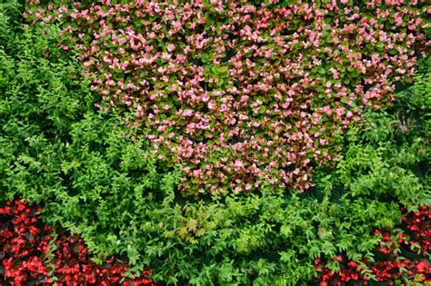 Muro Verde Com Tipos De Plantas Flores Verdes Cor De Rosa Foto De Stock Imagem De Planta