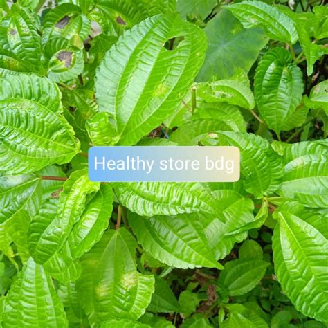 Jual Daun Poh Pohan Pohpohan Segar 500 Gram Shopee Indonesia