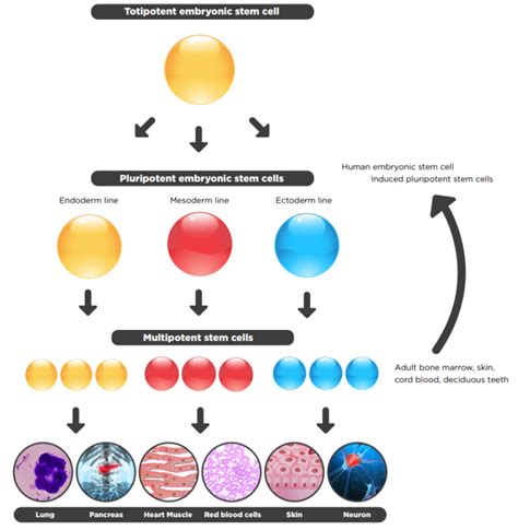 Interstitial Fluid Biology Simple