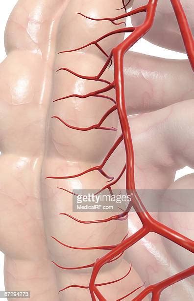 Superior Mesenteric Artery Photos And Premium High Res Pictures Getty