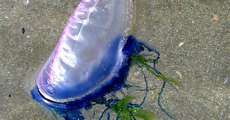 Gigantic Killer Jellyfish Could Land On Uk Beaches During Warm Spell