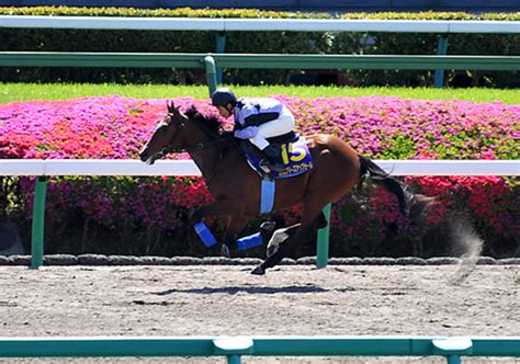 Jra競走に勝ったセール出身馬紹介（323、9頭） 【サラブレッドセール（せり市場）＝馬市】＆【種牡馬】の最新情報 By馬市com