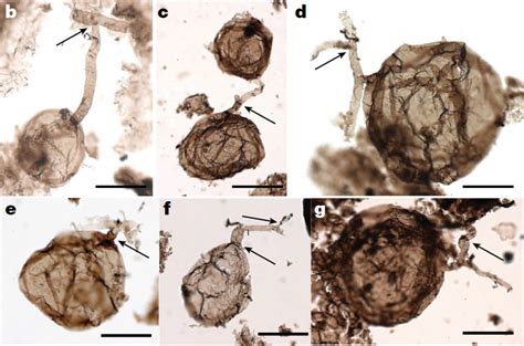 Billion Year Old Fossil Fungi Oldest Known Revises Broader Evolution