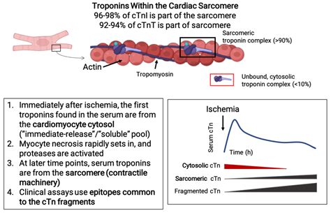 Timecourse Of Troponin Isoforms Troponin Toolbox