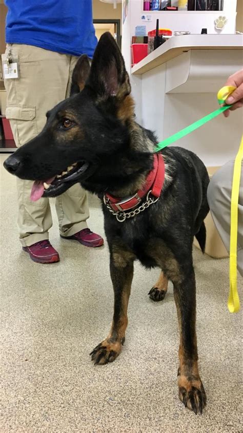 German Shepherd Puppies Nc Rescue