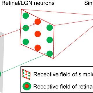 The Receptive Field Of A Simple Cell Download Scientific Diagram