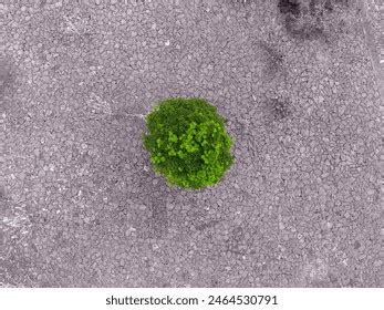 Ariel View Tree Images Stock Photos D Objects Vectors Shutterstock