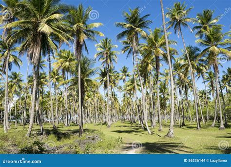 Cielo Azul De La Arboleda De Las Palmeras Del Coco Foto De Archivo