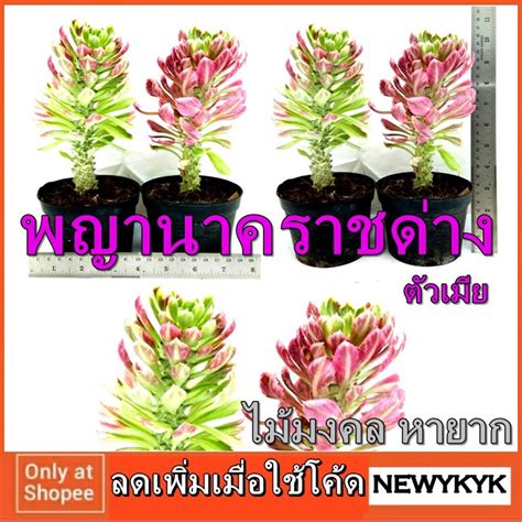 ต้นไม้มงคล พญานาคราชด่าง หายาก ตัวเมีย ไม้เสริมดวง ไม้นำโชค หนามคล้าย