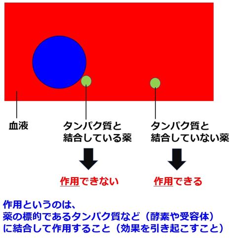 薬物動態 全血中濃度と血漿中濃度、bp比、非結合型濃度（遊離型濃度） ★★ メディカル探索者のブログ