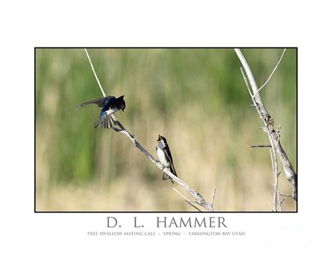Tree Swallow Mating Call Photograph By Dennis Hammer Fine Art America