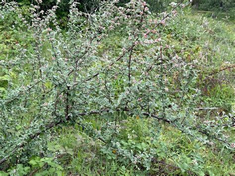Cotoneaster Franchetii Franchets Cotoneaster West Glamorgan Flora
